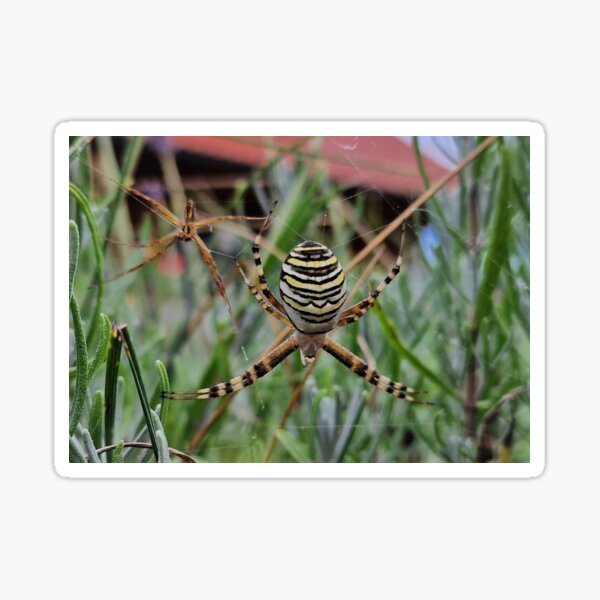 "wasp spider" Sticker for Sale by M0JCA | Redbubble