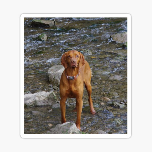 "An Obedient Dog" Sticker for Sale by lezvee | Redbubble