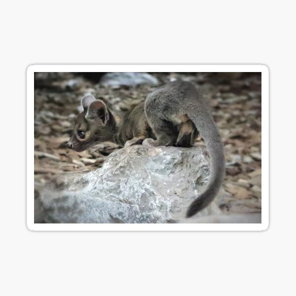 Fossa Pup Sticker For Sale By Ladymoose Redbubble