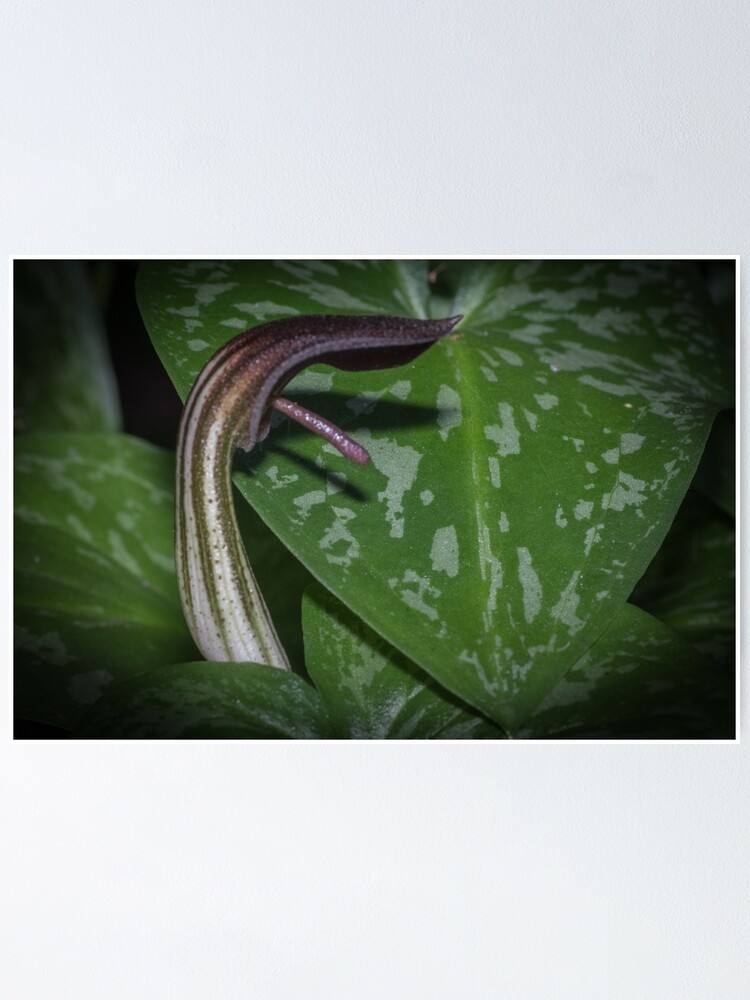 "Arisarum vulgare Family Araceae Common name Fryars cowl Pterostylus ...