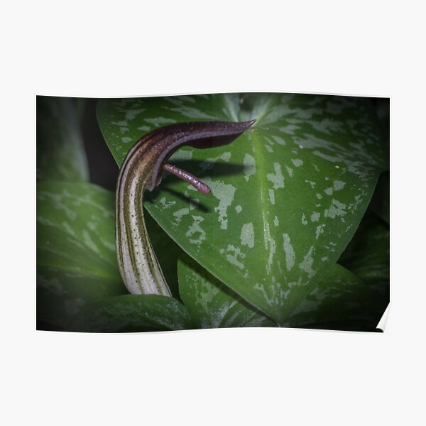 "Arisarum vulgare Family Araceae Common name Fryars cowl Pterostylus ...