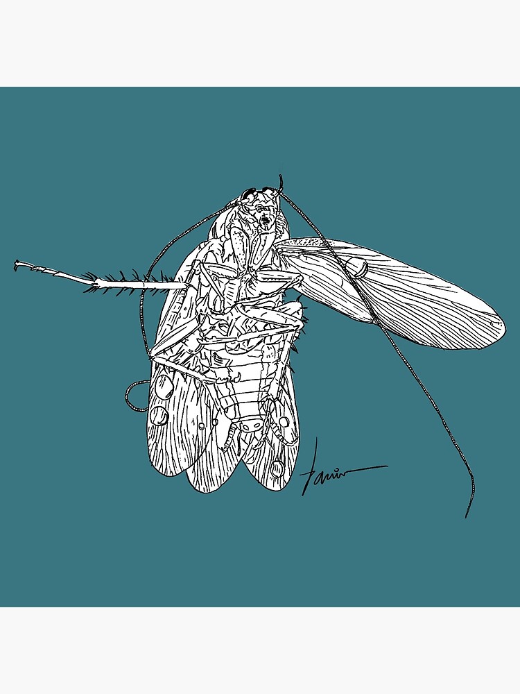"Ink illustration of a cockroach" Poster for Sale by NoPainnoBrain | Redbubble