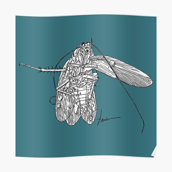 "Ink illustration of a cockroach" Poster for Sale by NoPainnoBrain ...