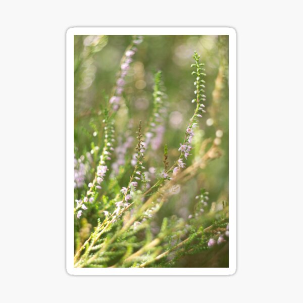 "Wild heather" Sticker for Sale by Artinmyheartlab | Redbubble
