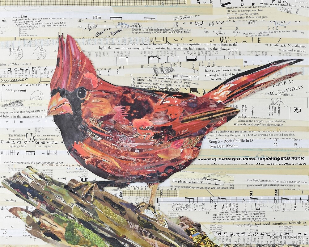 "Cardinal Collage by C.E. White - Red Bird" by cewhiteart | Redbubble