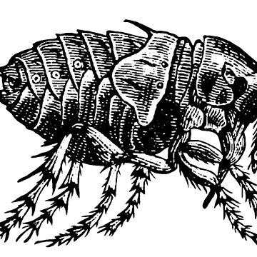 "Vintage Flea" Sticker for Sale by TikiLuke | Redbubble