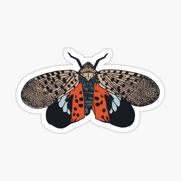 "Illustrated Lantern Fly" Sticker for Sale by walladart | Redbubble