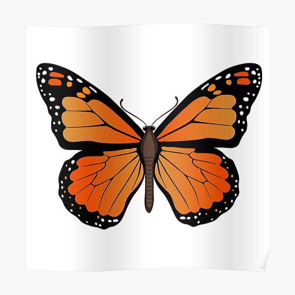 "Monarch Butterfly" Poster for Sale by chloelmaclaren | Redbubble