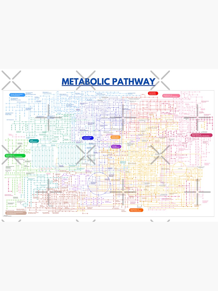 "Metabolic pathway map" Sticker for Sale by ScienceStores | Redbubble