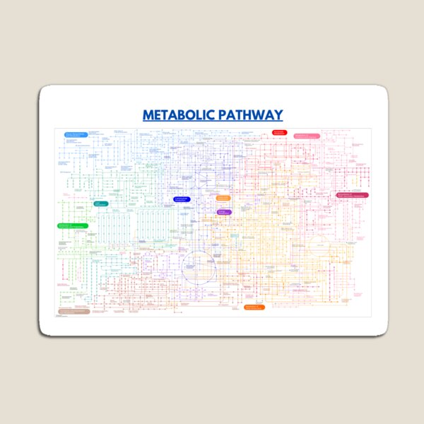 "Metabolic pathway map" Magnet for Sale by ScienceStores | Redbubble