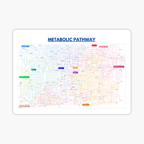 "Metabolic pathway map" Sticker for Sale by ScienceStores | Redbubble