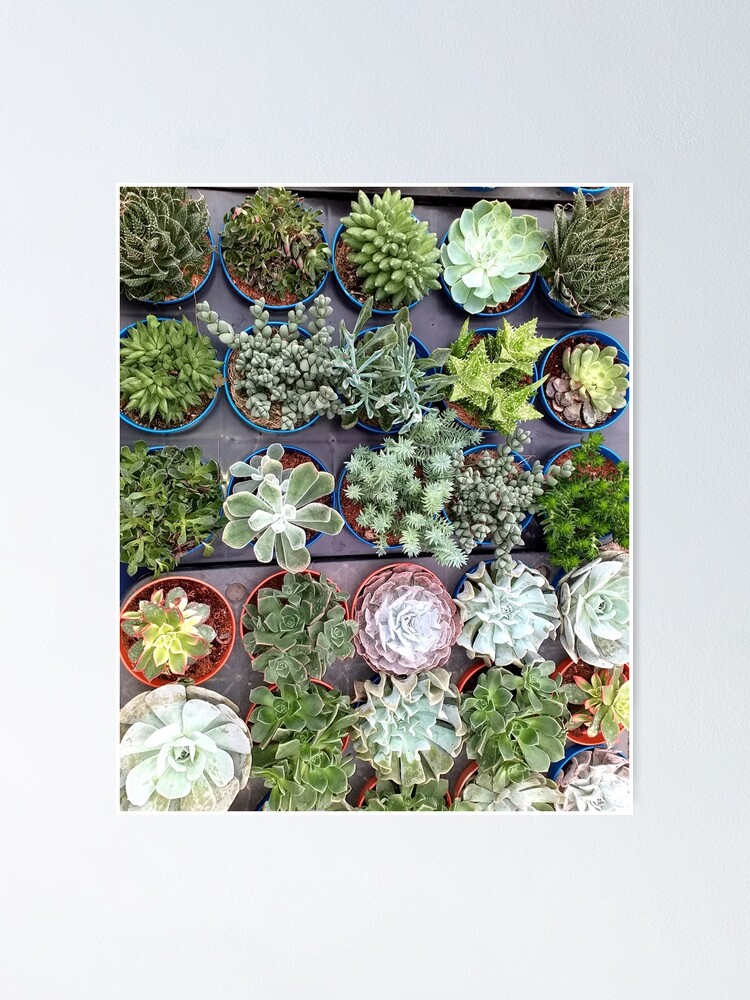 "The beauty of Succulents" Poster for Sale by Floral-Art | Redbubble
