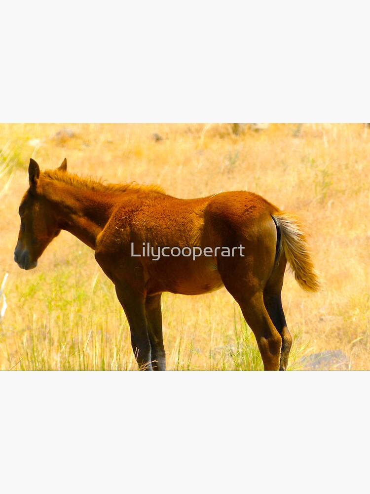 "Cute baby colt in Desert, wild horses" Sticker for Sale by ...