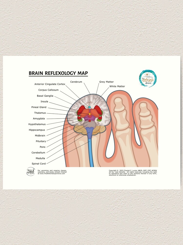 "Brain Reflexology Map" Art Print for Sale by ChantelCLucier | Redbubble