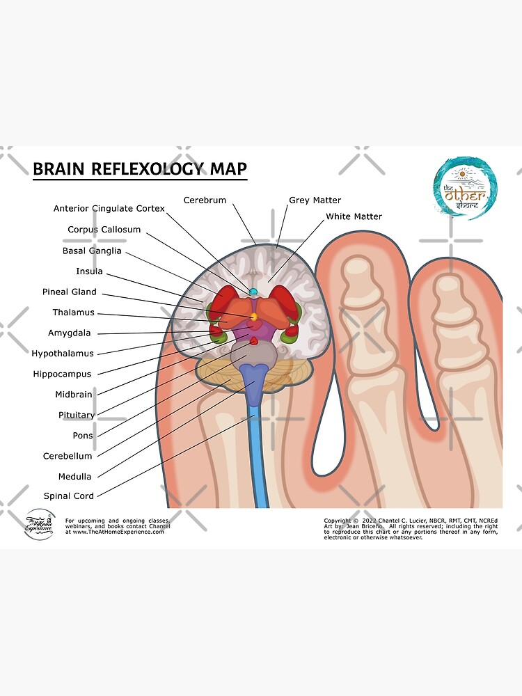 "Brain Reflexology Map" Poster for Sale by ChantelCLucier | Redbubble