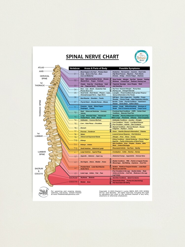 "Chakra Spinal Nerve Chart" Photographic Print for Sale by ...