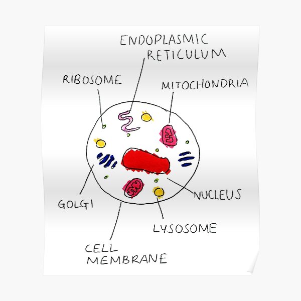 "CELL CELL CELL" Poster for Sale by zoeandsons | Redbubble