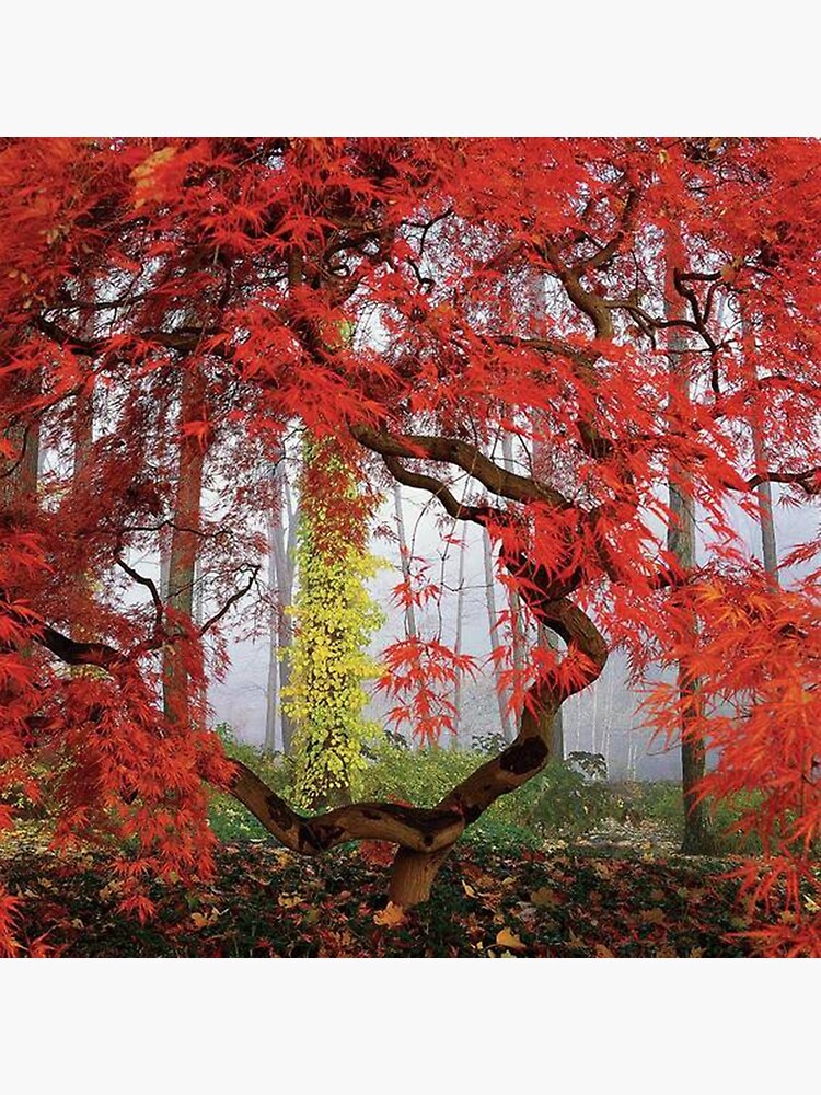 "A Japanese Maple Tree" Poster for Sale by LauraAndrey | Redbubble