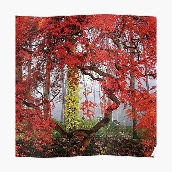"A Japanese Maple Tree" Poster for Sale by LauraAndrey | Redbubble