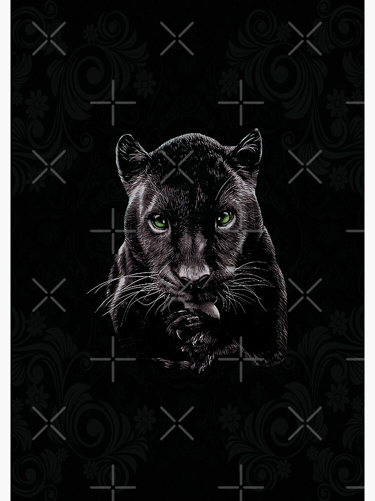 Gato Pantera Puma Negro