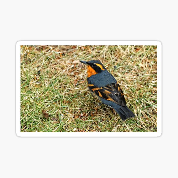 "A Bird's Eye View of a Varied Thrush" Sticker by walkswithnature ...