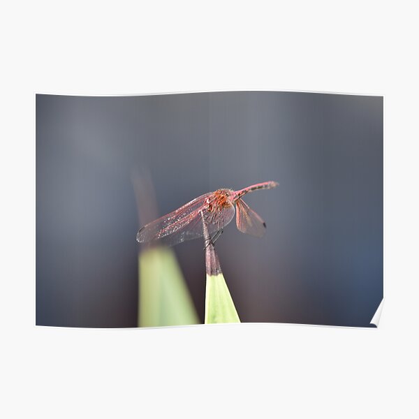 "Red Dragonfly on the tip of an Aloe Vera leaf" Poster for Sale by ...