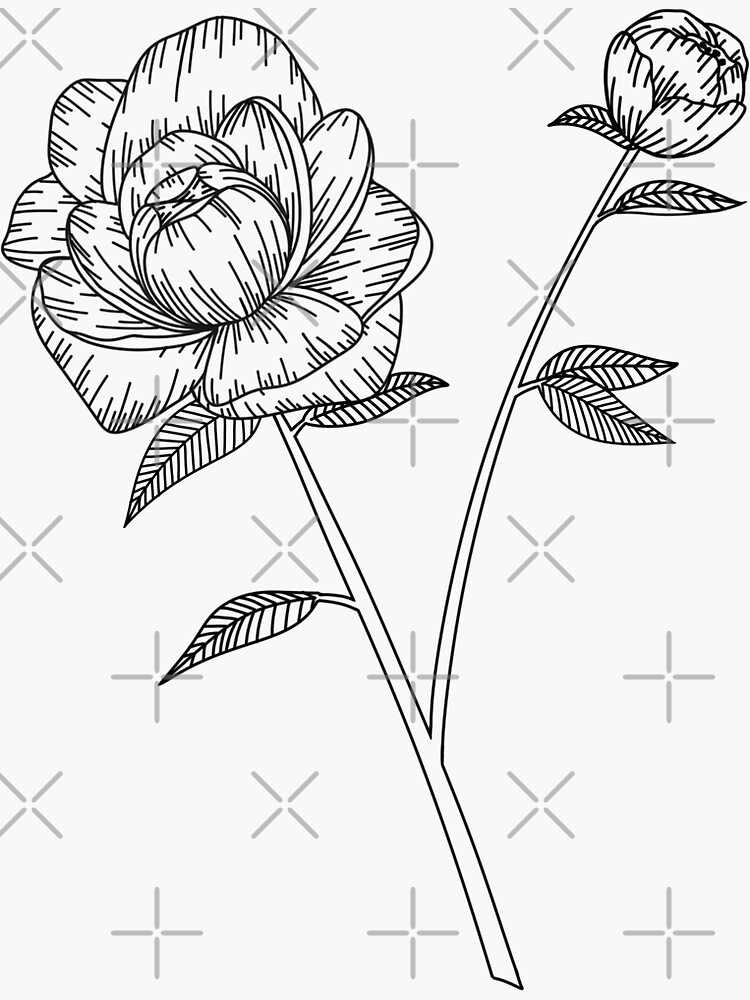 "Peony Fine Line Drawing" Sticker for Sale by BluebellPainter | Redbubble