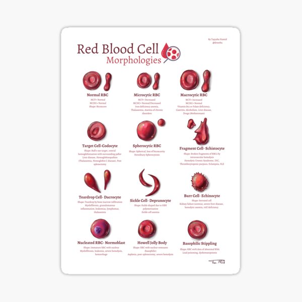 "RBC Morphologies" Sticker for Sale by DrTeebu | Redbubble