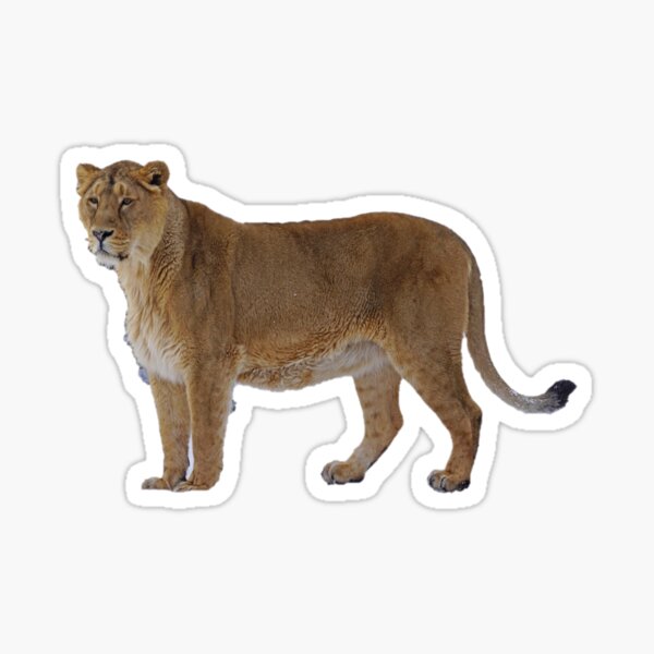 "Lioness " Sticker for Sale by Kawaii-Cuteness | Redbubble