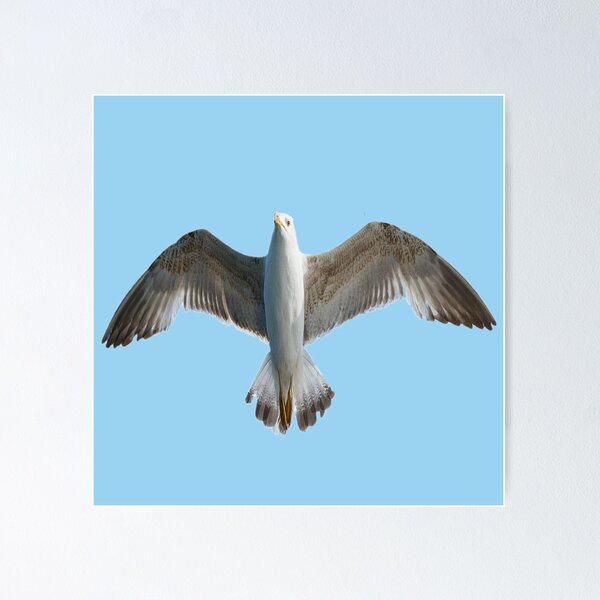 "Flying seagull" Poster for Sale by Kawaii-Cuteness | Redbubble