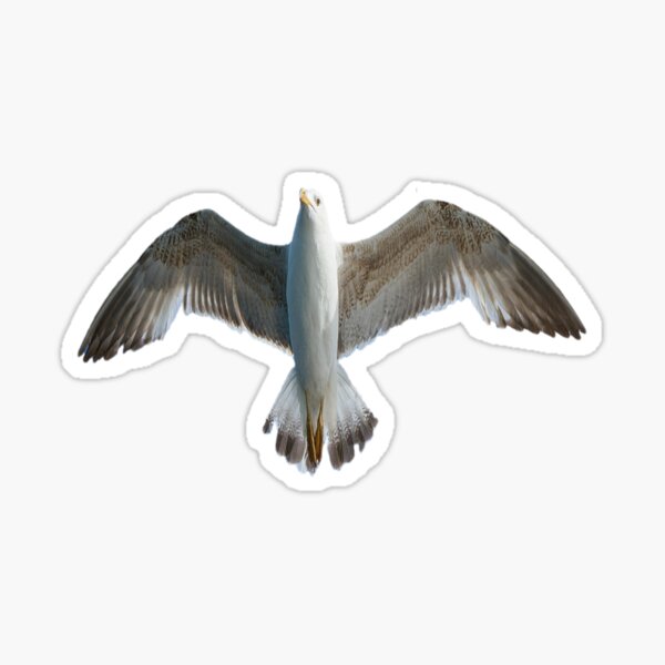 "Flying seagull" Sticker for Sale by Kawaii-Cuteness | Redbubble
