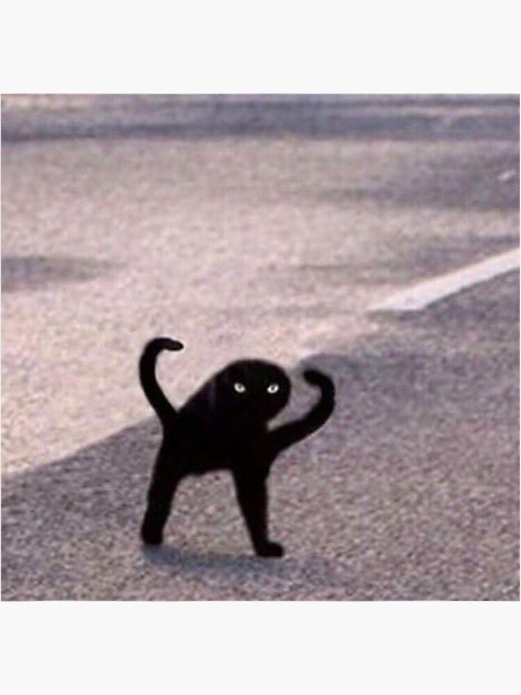 "Cursed Cat Black Meme Funny Internet Viral Joke Pun Gift" Sticker for ...