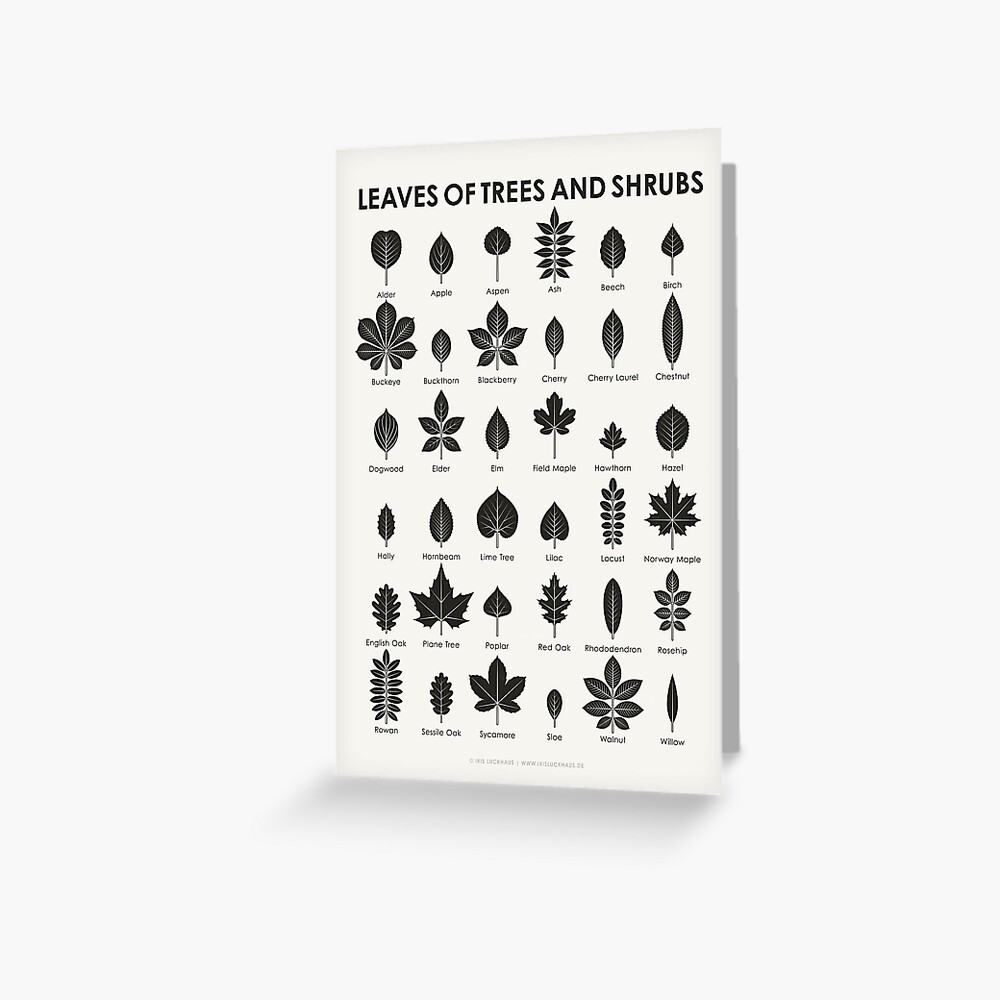 "Leaves of Trees and Shrubs Identification ID Chart" Greeting Card for ...