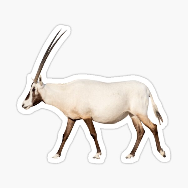 "Single Oryx walking" Sticker for Sale by stedata | Redbubble
