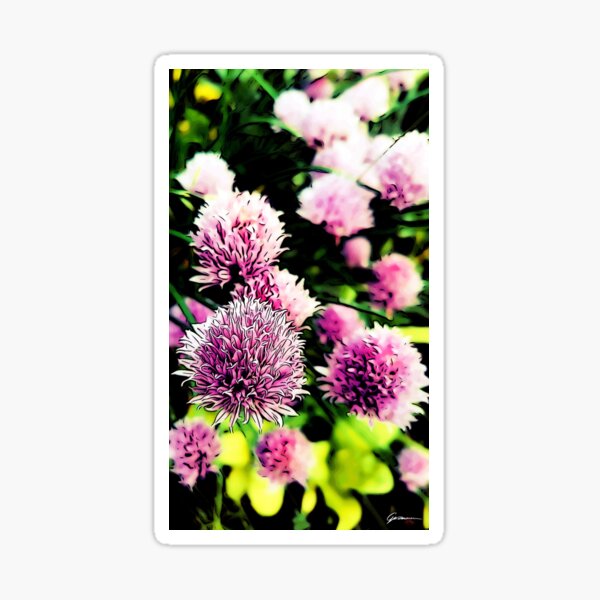 "Thistle Flower" Sticker for Sale by Straym1nd | Redbubble