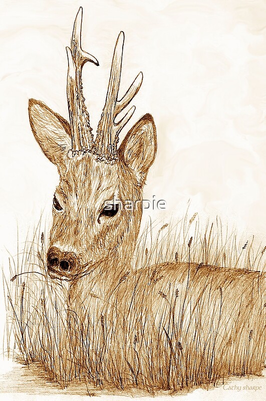 "Roe Deer pencil sketch " by sharpie | Redbubble