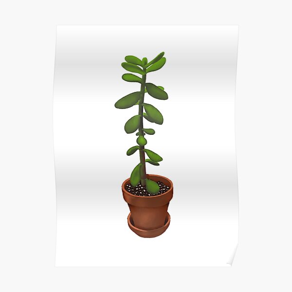 "Jade Plant" Poster for Sale by NicoleDowning | Redbubble