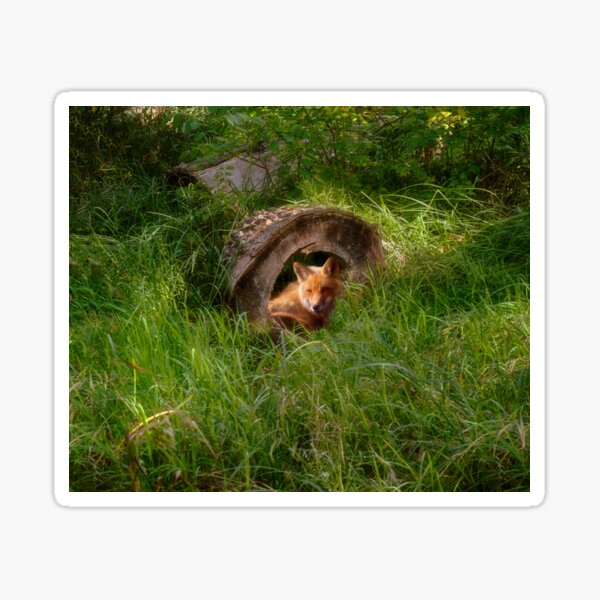 "Fox in a Log" Sticker for Sale by kdxweaver | Redbubble