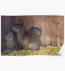 Capybaras: Gifts & Merchandise | Redbubble