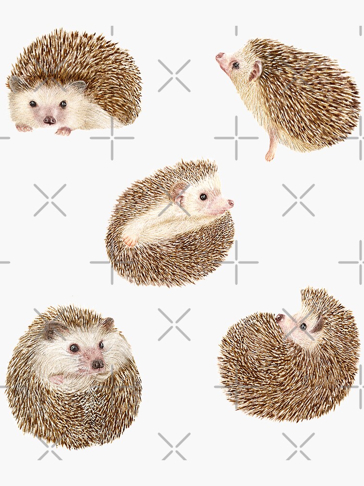 "Adorable Little Hedgehogs" Sticker for Sale by TheAnimalZ00 | Redbubble