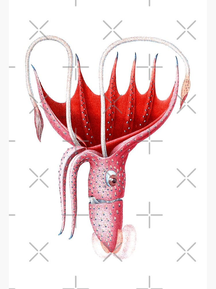 "Red Squid" Poster for Sale by Ephemerae | Redbubble