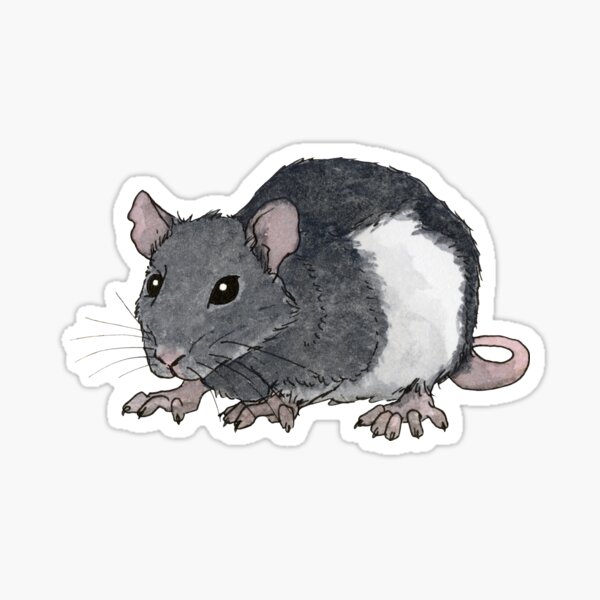 "Black and white rat" Sticker for Sale by savousepate | Redbubble