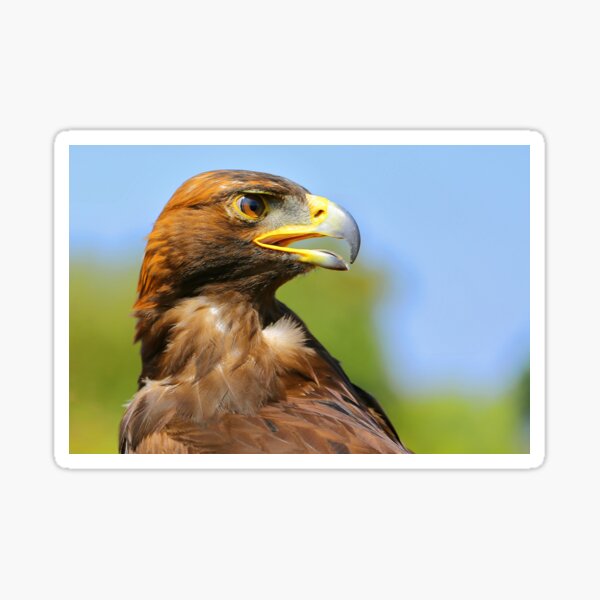 "Profile of a Young Golden Eagle" Sticker for Sale by walkswithnature ...