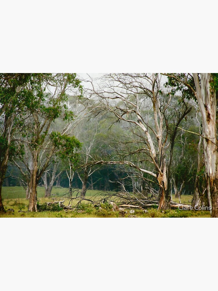 "Gorgeous Gum Trees" Poster by colinsart | Redbubble