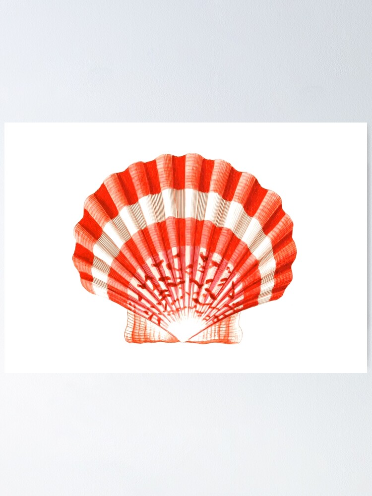 "Bright Red Scallop Shell" Poster for Sale by Ephemerae | Redbubble