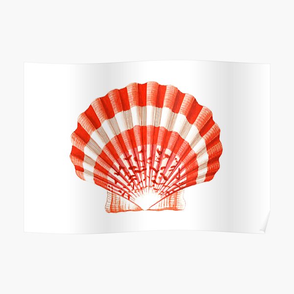 "Bright Red Scallop Shell" Poster for Sale by Ephemerae | Redbubble