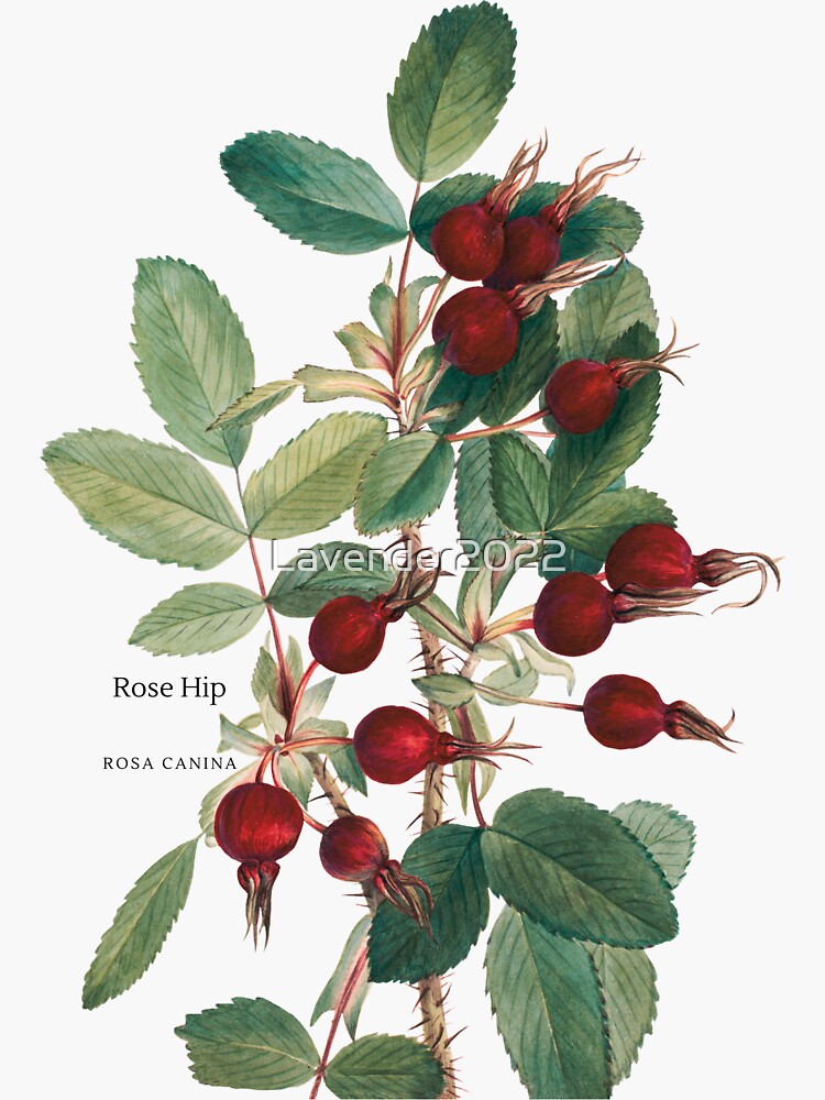"Rose Hip Botanical Print" Sticker for Sale by Lavender2022 | Redbubble