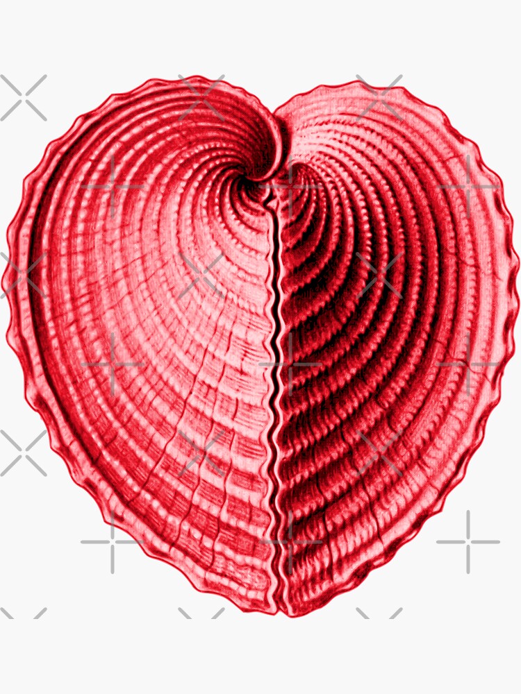 "Cockle" Sticker for Sale by Ephemerae | Redbubble