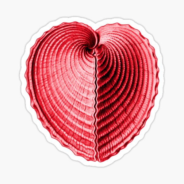 "Cockle" Sticker for Sale by Ephemerae | Redbubble