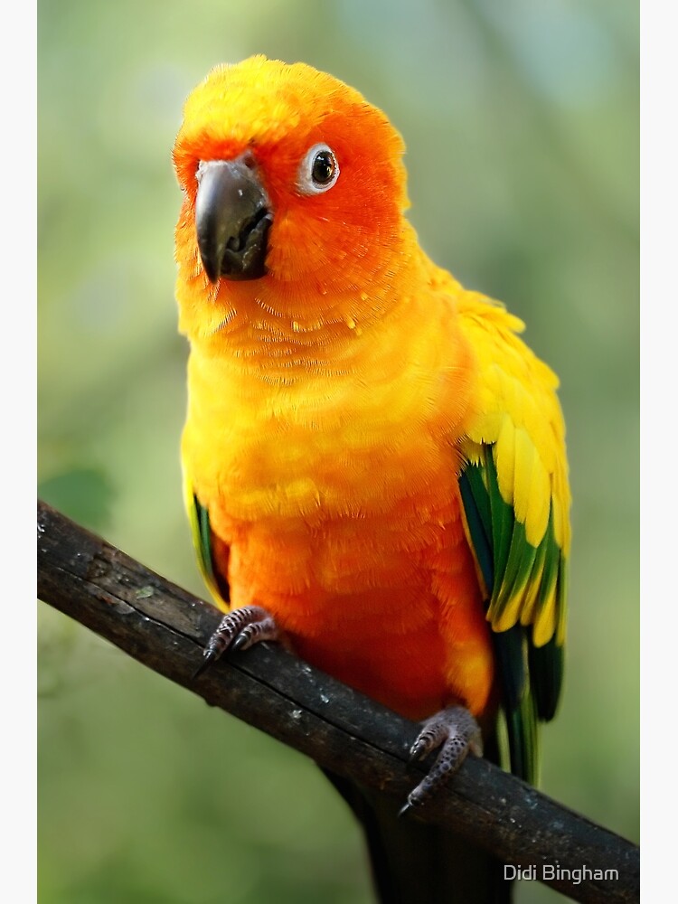 "Sun Conure" Photographic Print by GreenEyedHarpy | Redbubble